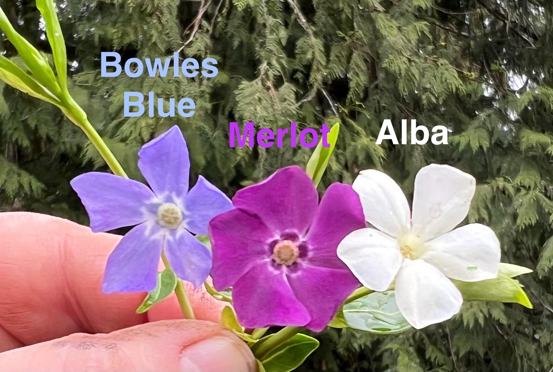 Vinca Minor 'merlot’ | Burgundy Periwinkle, Evergreen Groundcover - Etsy