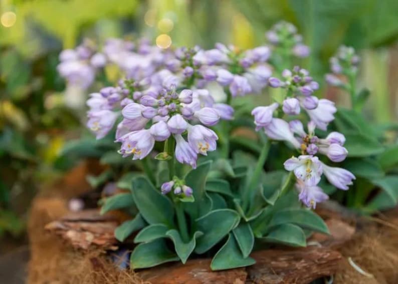 Hosta 'blue Mouse Ears' | Miniature Blue Plantain Lily - Etsy