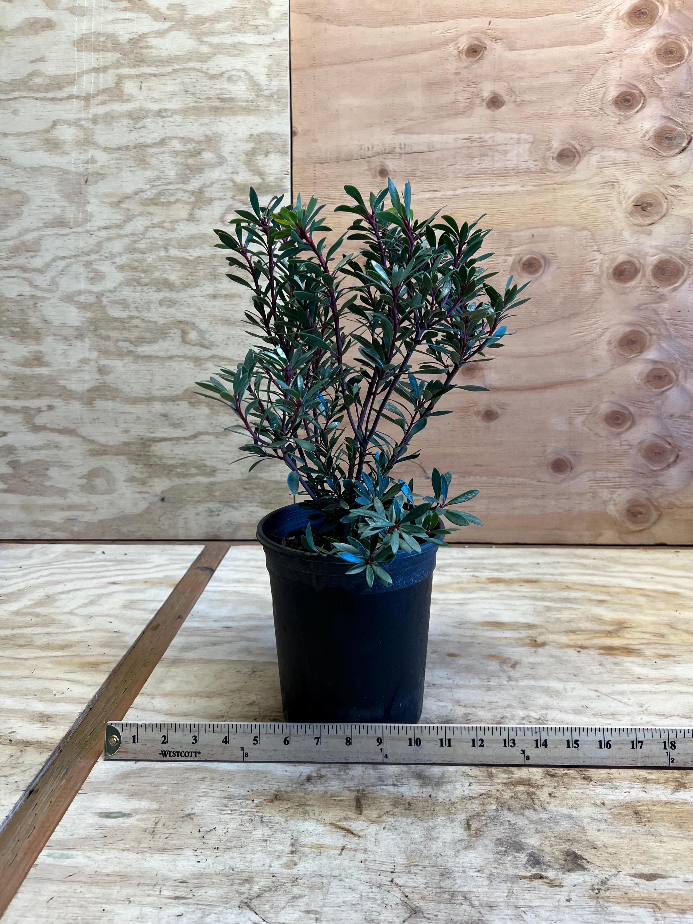 Drimys Lanceolata | Mountain Pepper, Aromatic Evergreen Shrub - Etsy