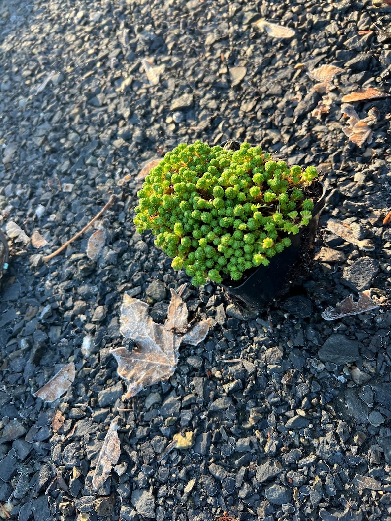 Sedum Lydium | Dense Carpet Stonecrop Succulent, Evergreen - Etsy