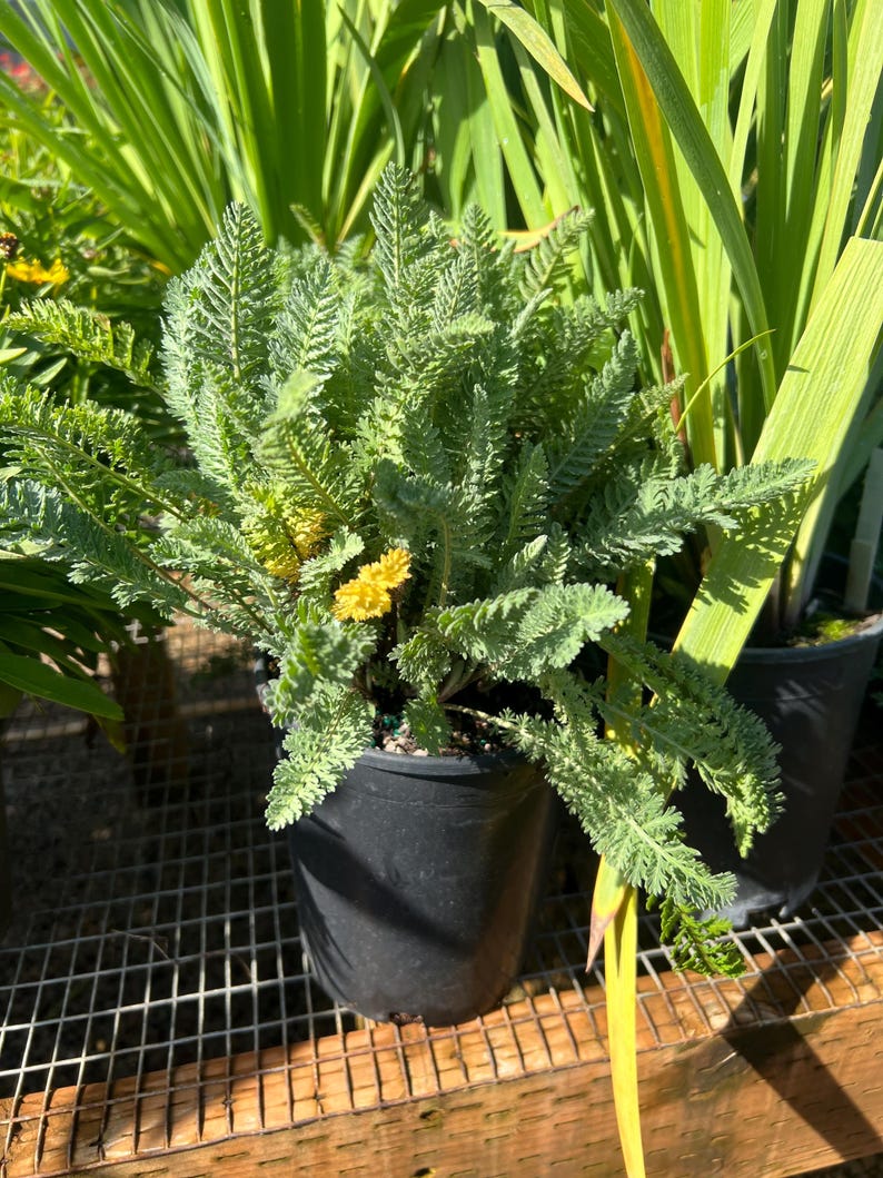 Achillea Millefolium 'moonshine' | Bright Yellow Yarrow, Drought ...