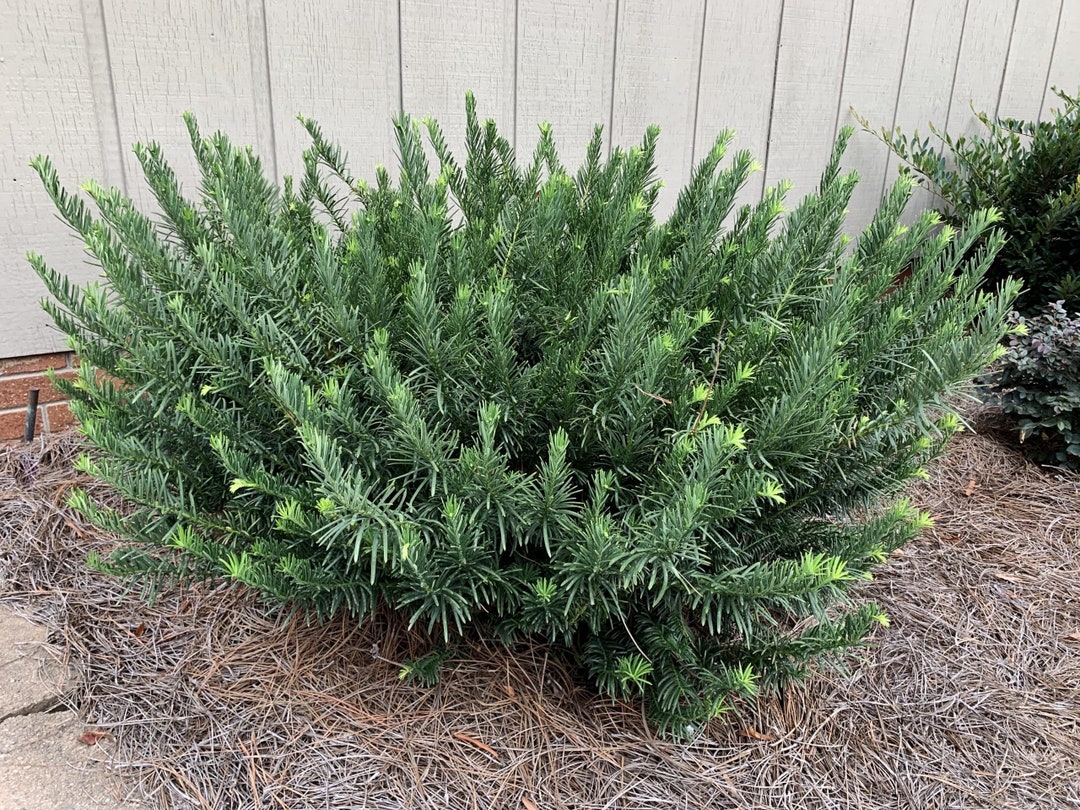 Japanese Plum Yew Cephalotaxus dukes Garden, Evergreen Conifer Shrub 1 ...