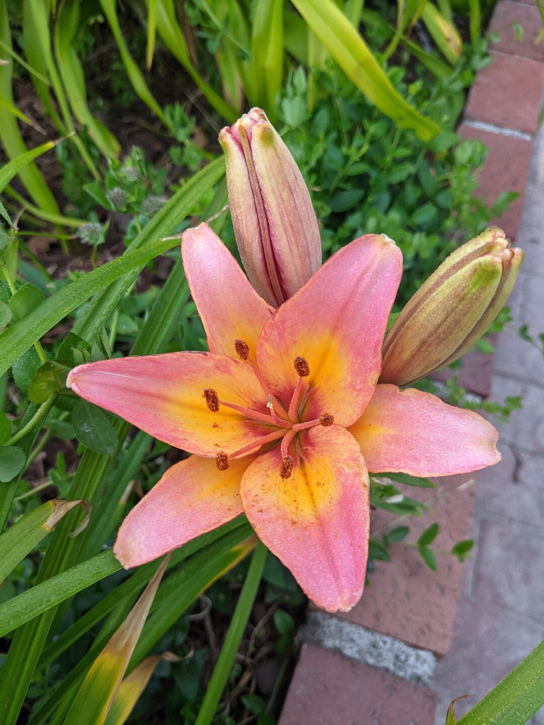 Lilium A 'easy Fantasy' | Asiatic Lily, Pollen Free Cut Flower - Etsy