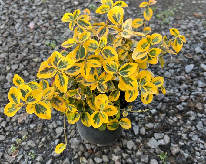 Euonymus Fortunei 'emerald and Gold' | Wintercreeper | Evergreen ...