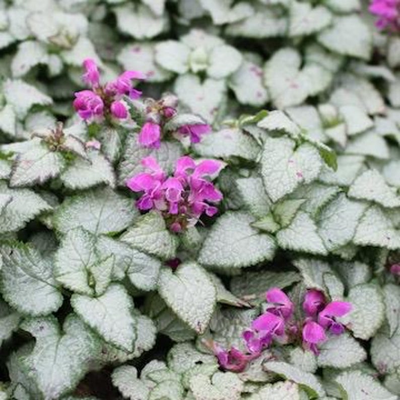 Lamium Maculatum ‘beacon Silver’ | Silver-leafed Groundcover - Etsy