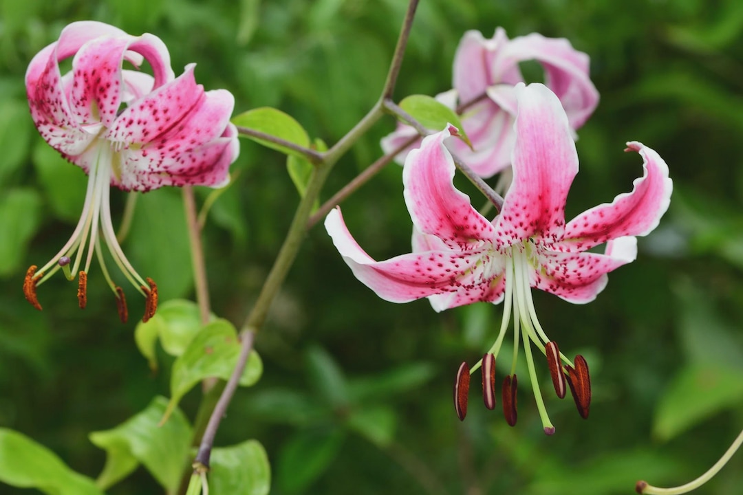 Lilium Speciosum 'rubrum' | Japanese Show Lily | Perennial Bulb | Large ...
