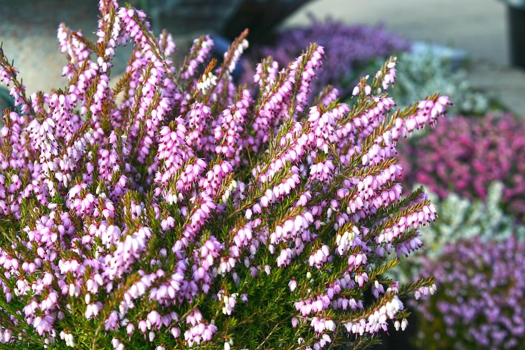 Erica X Darleyensis 'mediterranean Pink' | Winter/spring Blooming ...