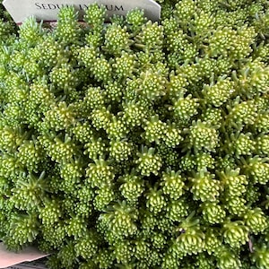 Sedum Lydium | Dense Carpet Stonecrop Succulent, Evergreen - Etsy