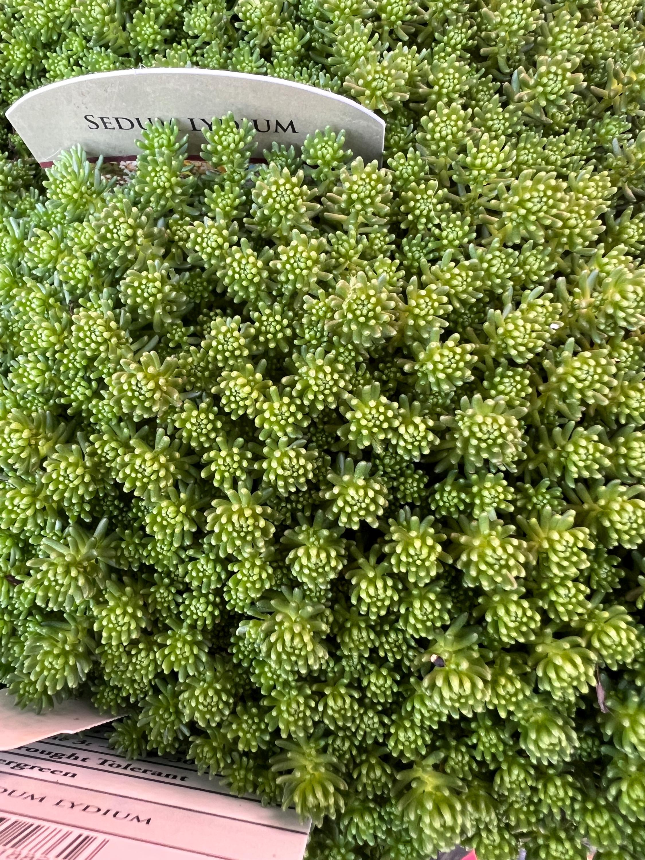 Sedum Lydium | Dense Carpet Stonecrop Succulent, Evergreen - Etsy