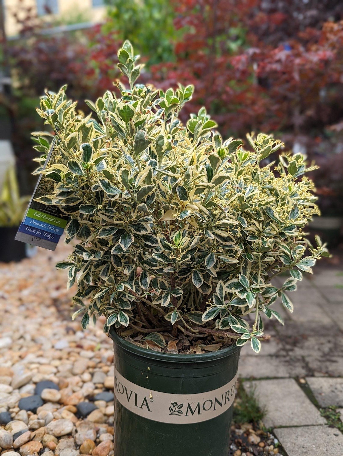 Euonymus Japonicus ‘silver King’ | Low Maintenance Evergreen Shrub - 1 ...