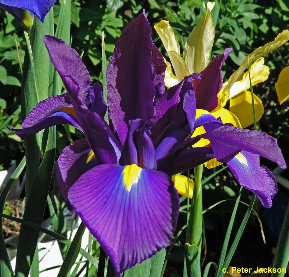 Iris Hollandica Purple Sensation, Purple Dutch Iris 6 Pot 1 Gallon ...