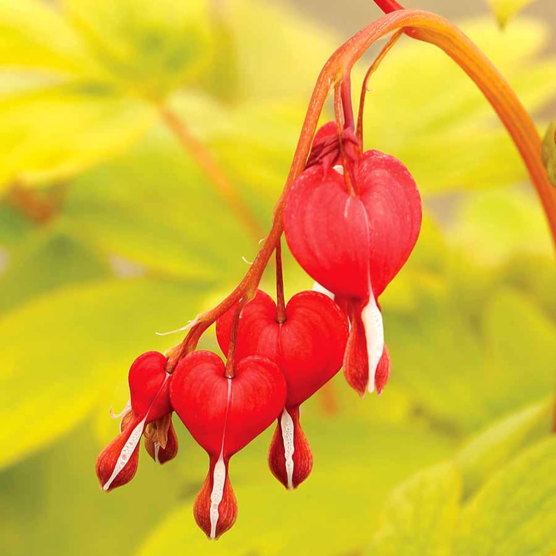 Dicentra Spectabilis 'ruby Gold' | Bleeding Heart - Etsy