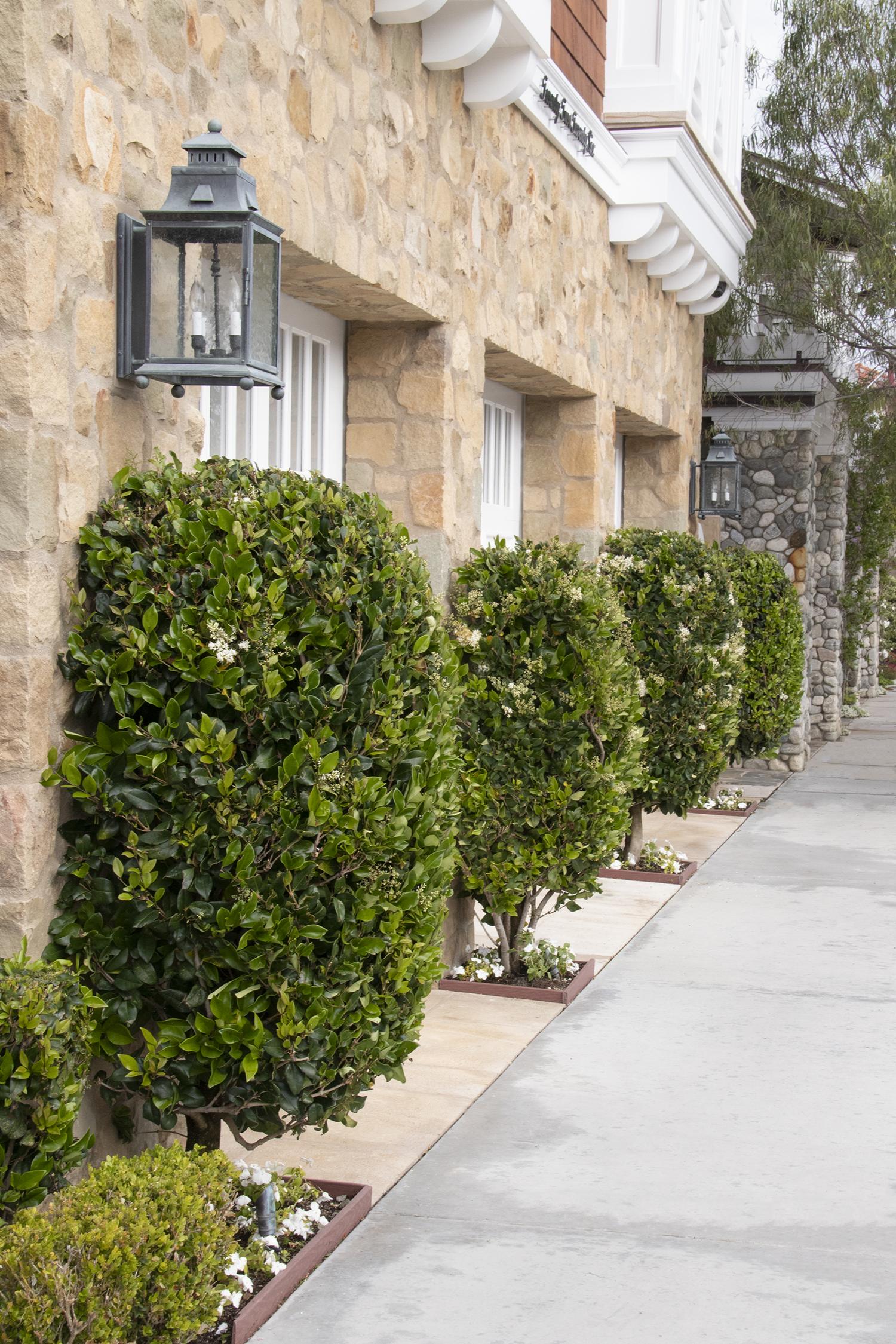Ligustrum Japonicum 'texanum' | Waxleaf Privet, Evergreen Hedge Shrub ...