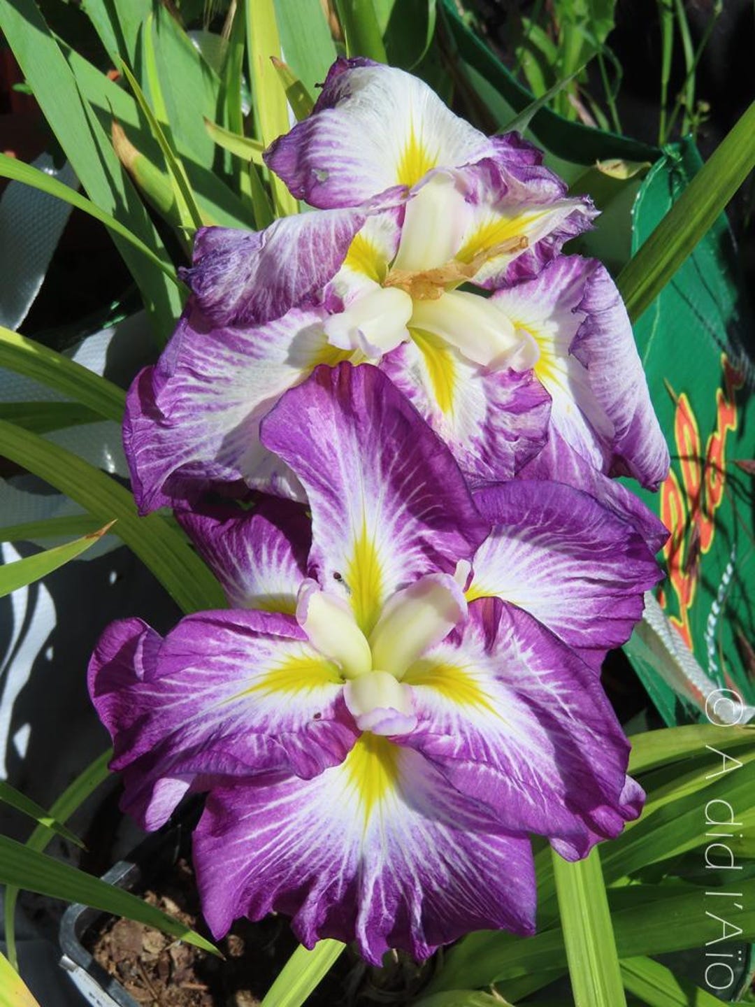 Iris Ensata 'persephone' | Japanese Water Iris | Elegant Summer ...