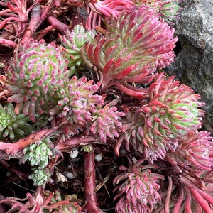 Sedum Oracle, Blue Feathery Stonecrop Succulent, Sedum Forsterianum ...
