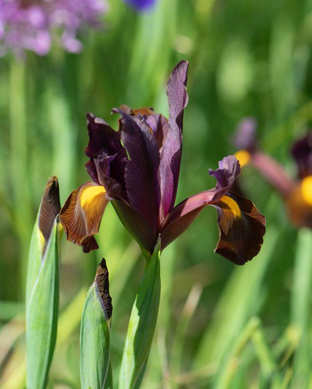 Iris Hollandica 'red Ember' | Dutch Iris | Hardy Perennial | Oregon ...