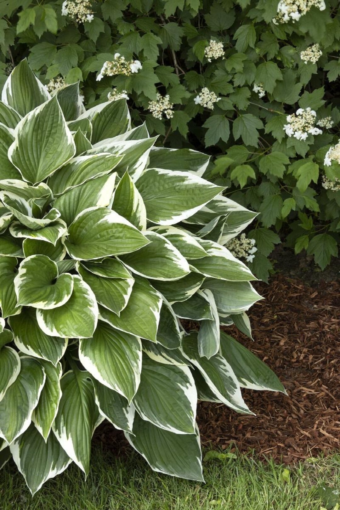 Hosta Francee, White Variegated Hosta 1 Gallon Pot, Well Rooted - Etsy