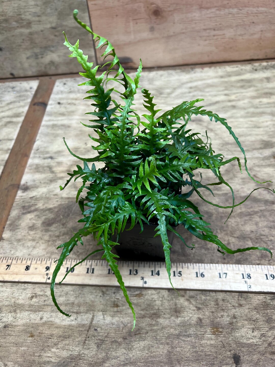 Fern Asplenium Ebenoides Dragons Tail Fern Unique Hardy Fern Perennial ...