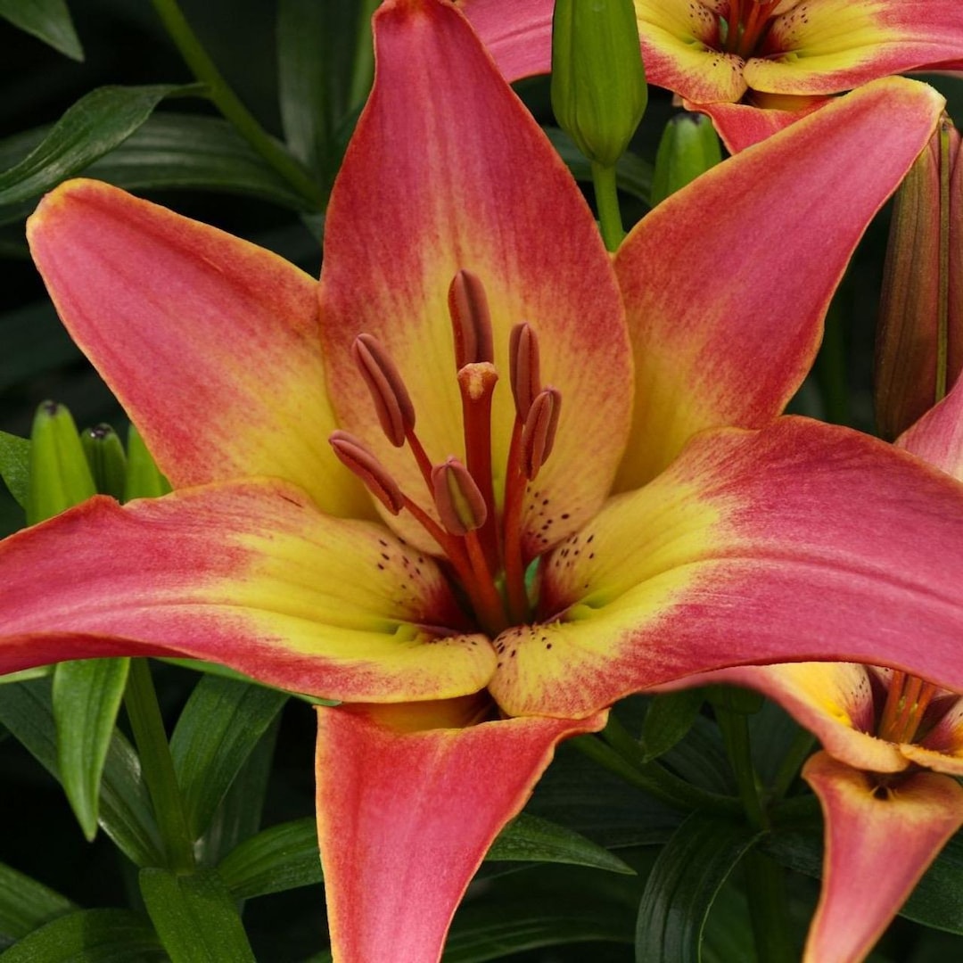Lilium ‘forever Linda’ | Bicolor Asiatic Lily | Bold Blooms | Perennial ...