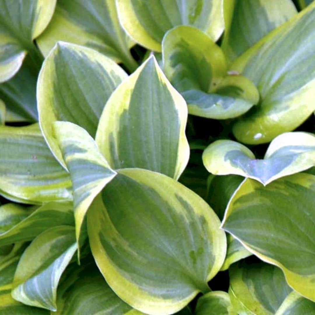 Hosta Snowcap, Large Blue Variegated Hosta, Plaintain Lily 1 Bareroot ...