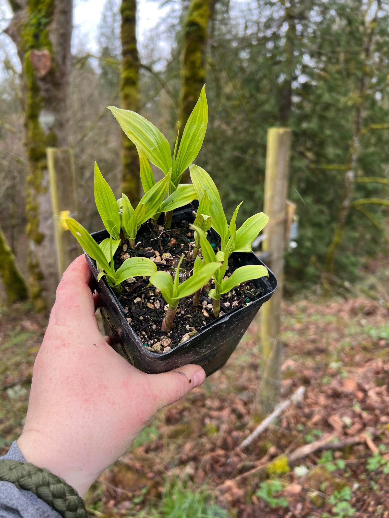 Bletilla Striata 'alba' | Chinese Ground Orchid, Rare Hardy Shade Plant ...
