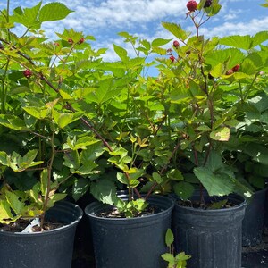 Berry Plant | Loganberry, Thornless | Rubus X Loganobaccus - Etsy