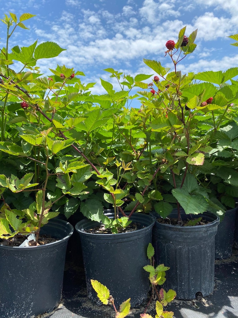 Berry Plant | Loganberry, Thornless | Rubus X Loganobaccus - Etsy
