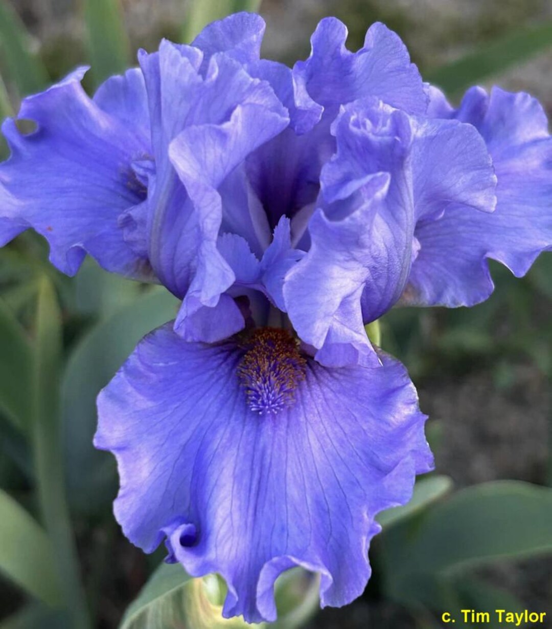 PRE-ORDER Fall Bulbs - Iris 'aqua Taj' | Bearded Iris | 1 Bareroot ...