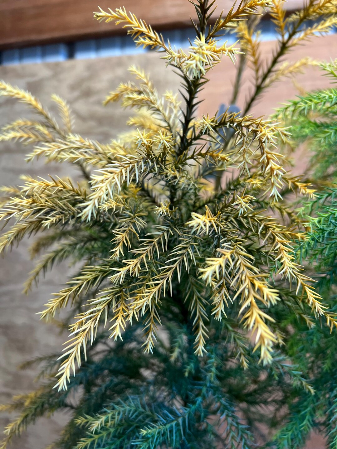 Cryptomeria Japonica 'sekkan-sugi' | Japanese Cedar | Evergreen Tree | Deer-resistant | Unique ...
