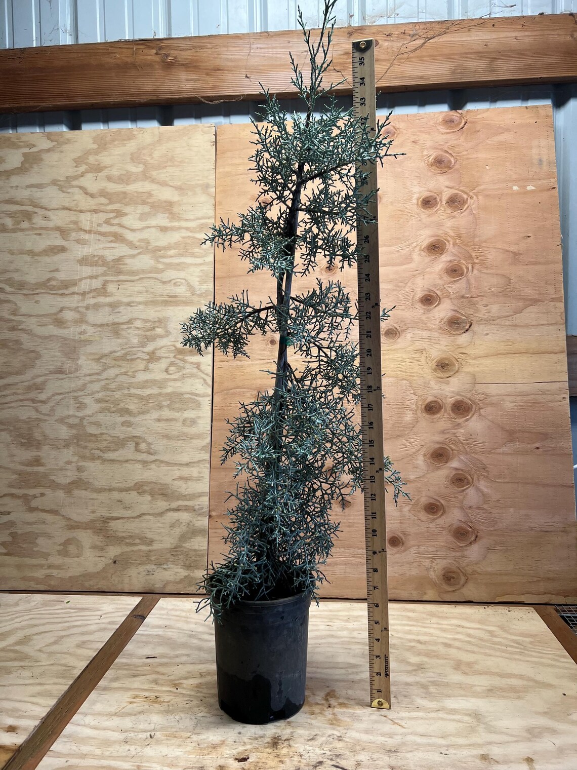 Cupressus Arizonica 'blue Ice' | Arizona Cypress, Evergreen Conifer - 1 ...