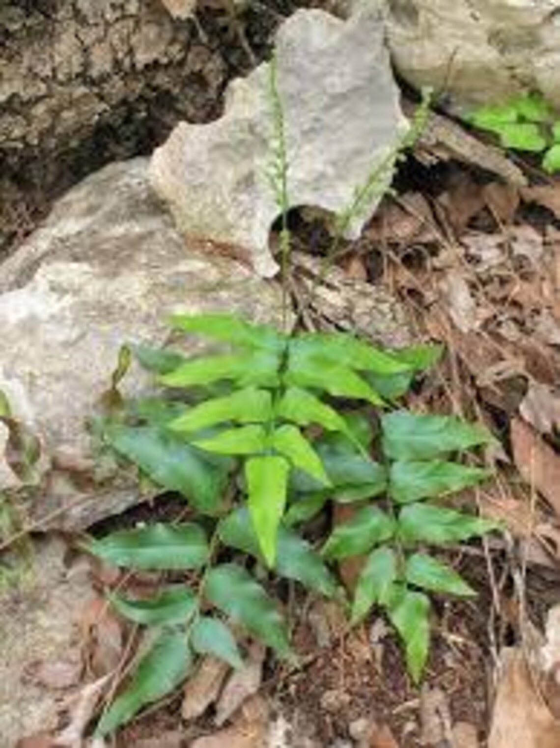 Anemia Mexicana | Mexican Fern | Evergreen - 3.5” Pot, Well Rooted Live ...