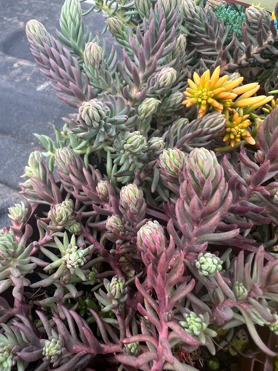 Sedum Purple Frost, Purple Stonecrop Succulent, Cold Hardy Evergreen ...