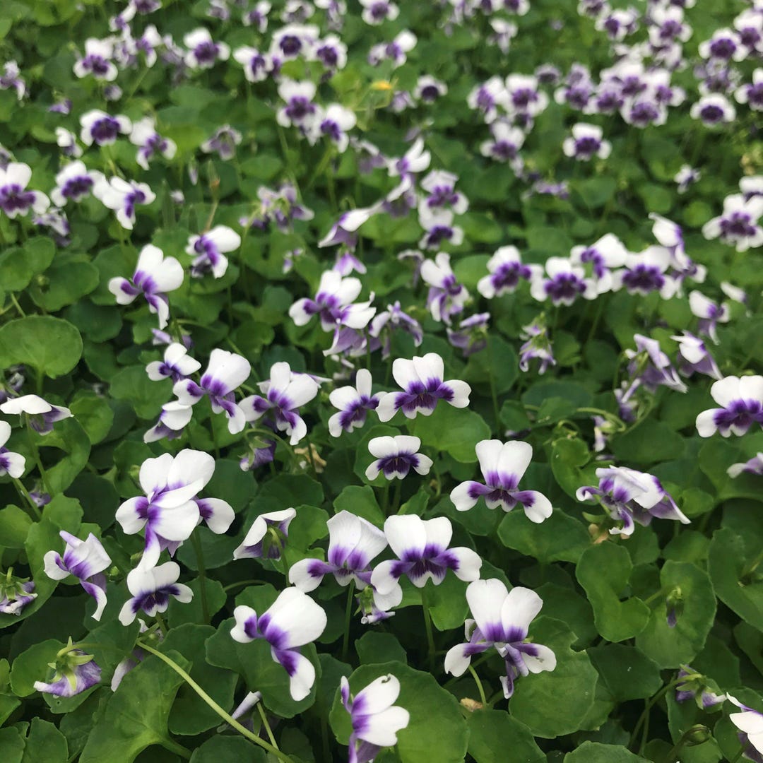 Viola Hederacea | Australian Native Violet, Evergreen Groundcover - Etsy