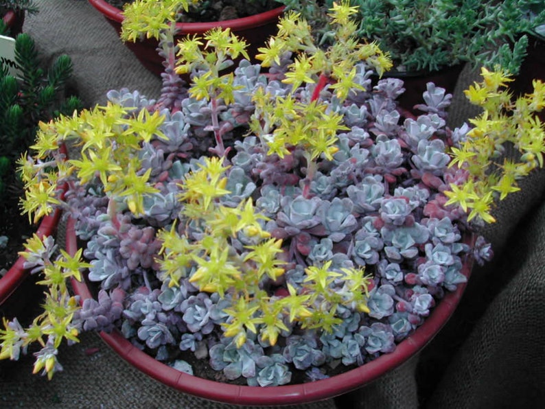 Sedum Spathulifolium 'carnea' | Purple White Stonecrop - Etsy