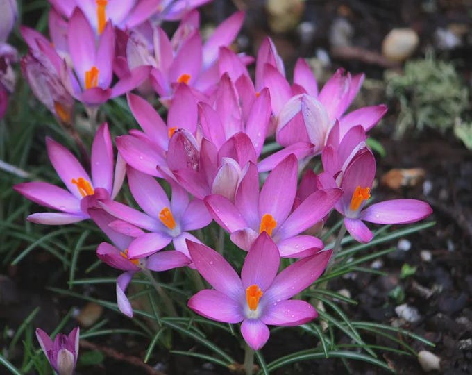 Crocus 'roseus' | Soft Pink Snow Crocus | Oregon Grown | Early Spring ...