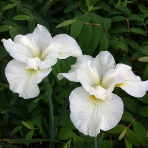 Iris Sibirica 'snow Queen' | White Siberian Iris | Hardy Perennial ...