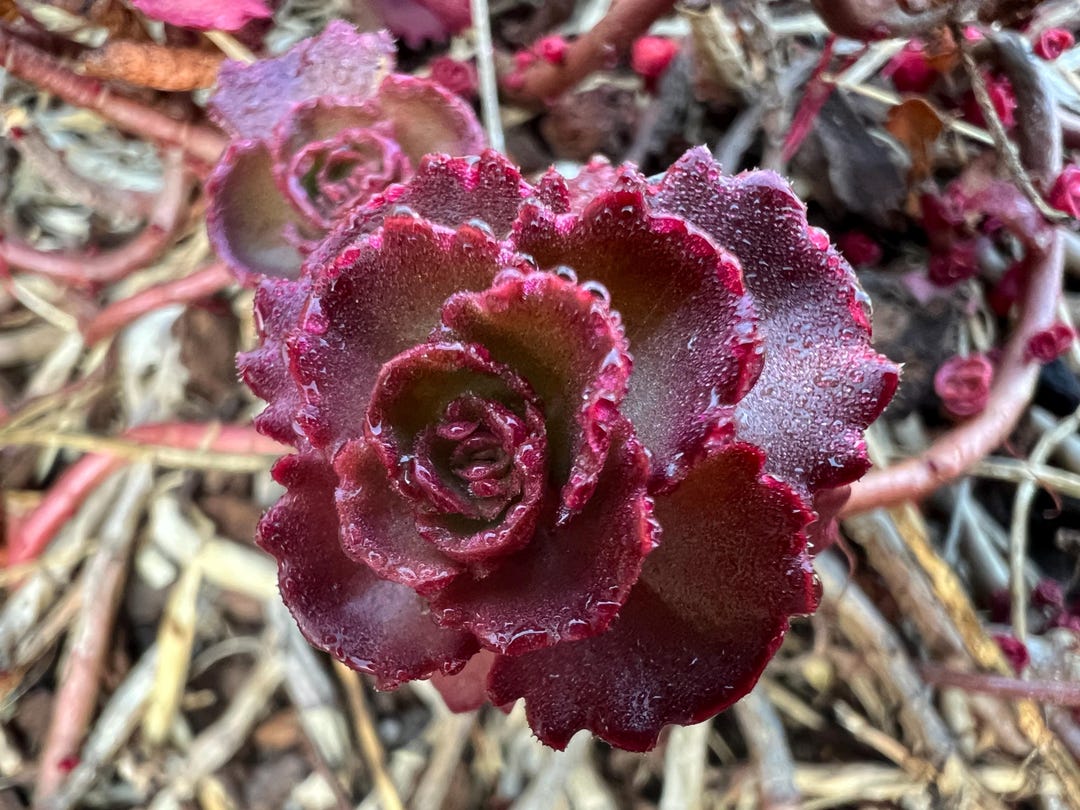 Sedum Ruby Mantle, Burgundy Red Stonecrop, Cold Hardy Evergreen Carpet ...