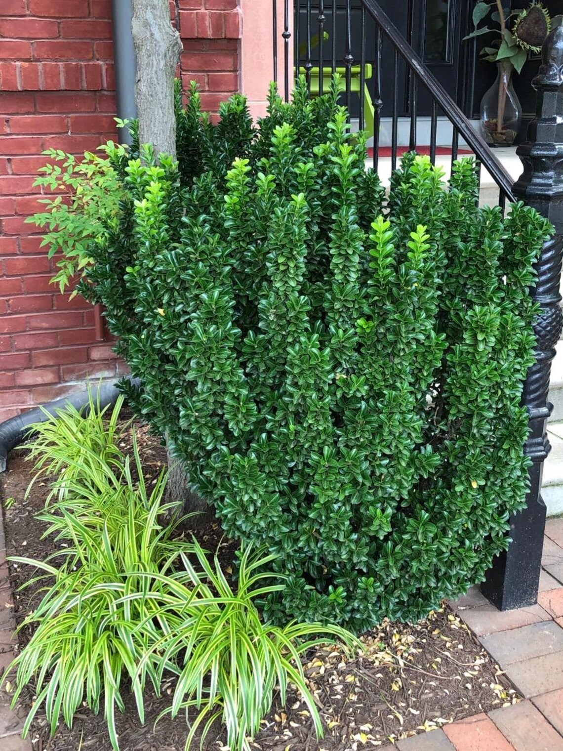 Euonymus Japonicus 'greenspire' | Columnar Japanese Spindle, Low ...