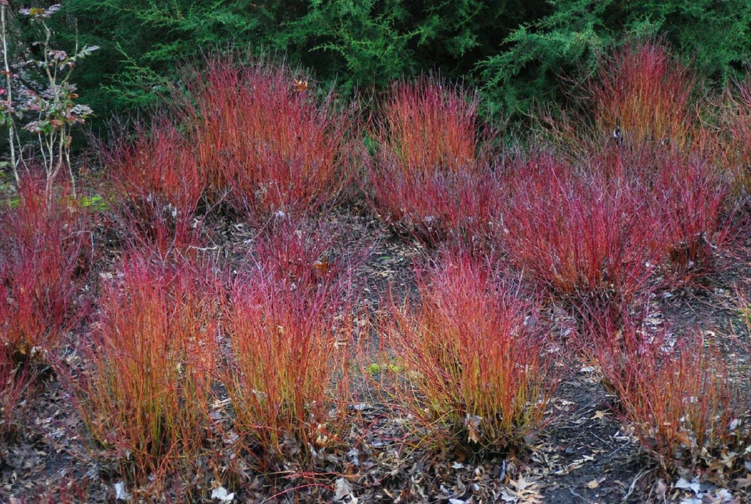 Cornus Sericea ‘kelseyi’ | Dwarf Red-osier Dogwood | Compact Deciduous ...