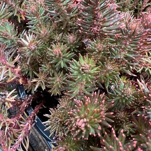 Sedum Chocolate Ball, Deep Brown Stonecrop Succulent, Cold Hardy ...