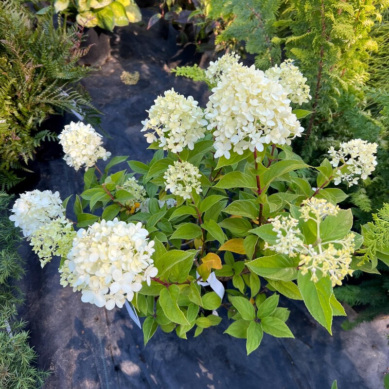 Panicle Hydrangea - Etsy