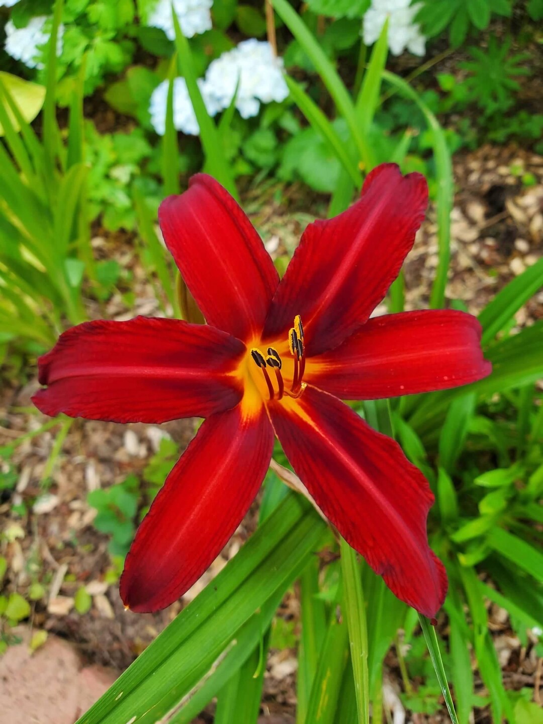 Hemerocallis 'red Magic' | Bright Red Daylily | Summer Re-blooming ...