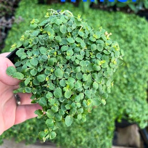 Pratia Pedunculata 'alba' | Laurentia, White Star Creeper Groundcover ...