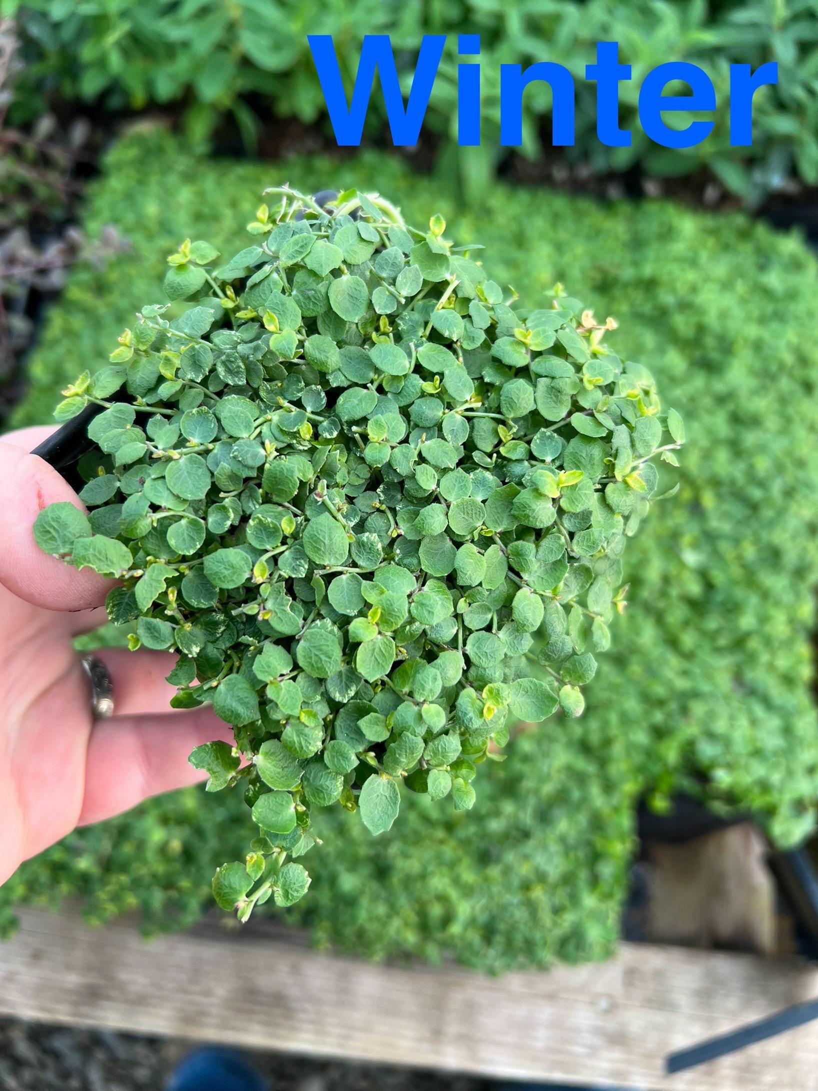 Pratia Pedunculata 'alba' | Laurentia, White Star Creeper Groundcover ...