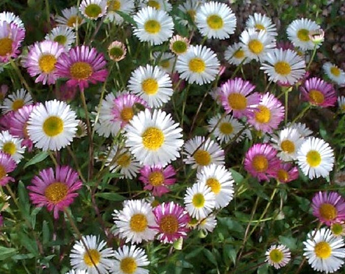 Erigeron 'profusion' | Fleabane Daisy | Long-blooming Semi-evergreen ...