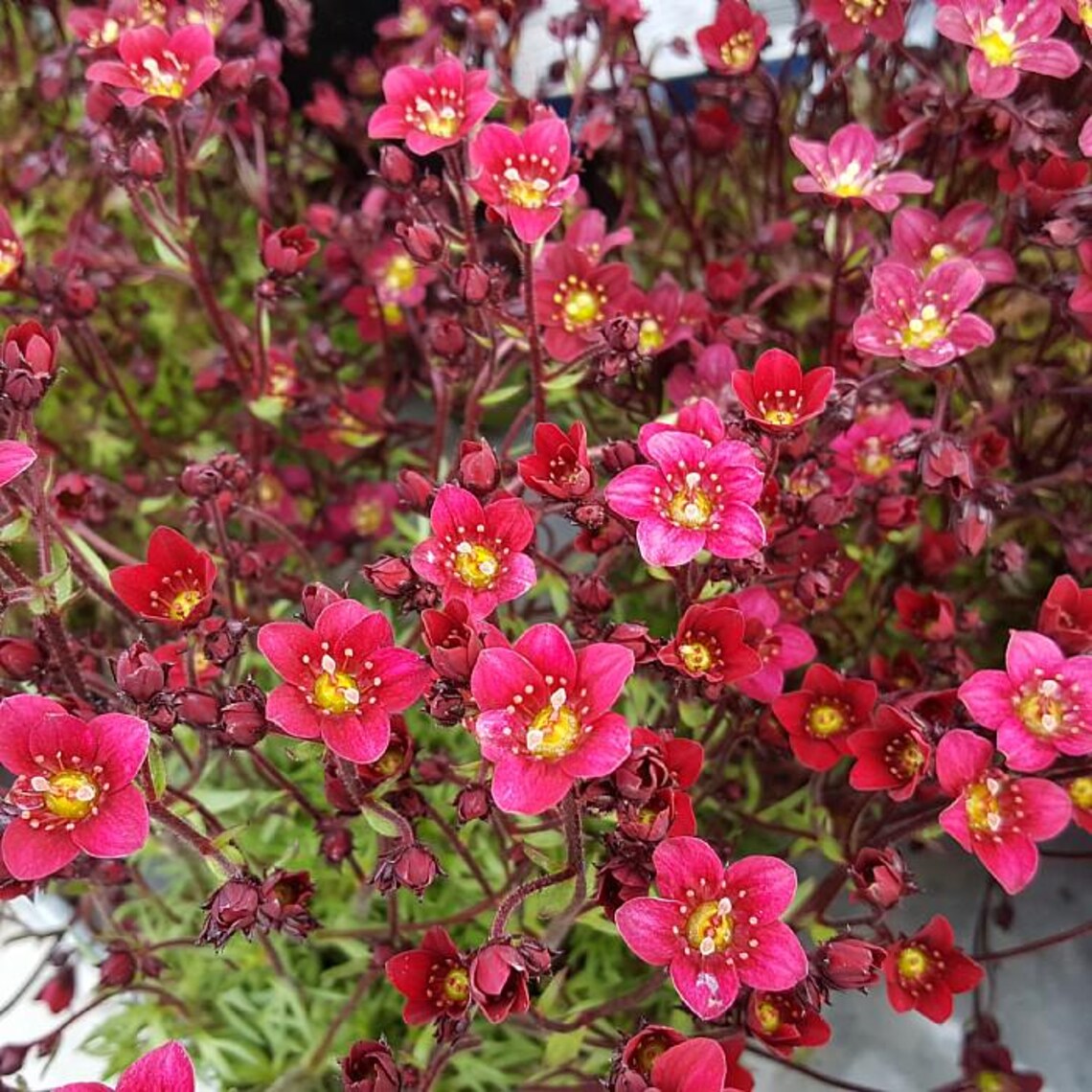 Saxifraga Arendsii ‘touran Deep Red’ | Scarlet Moss Saxifrage, Early ...