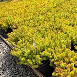 Sedum Reflexum 'angelina' | Golden Stonecrop Succulent, Evergreen - Etsy