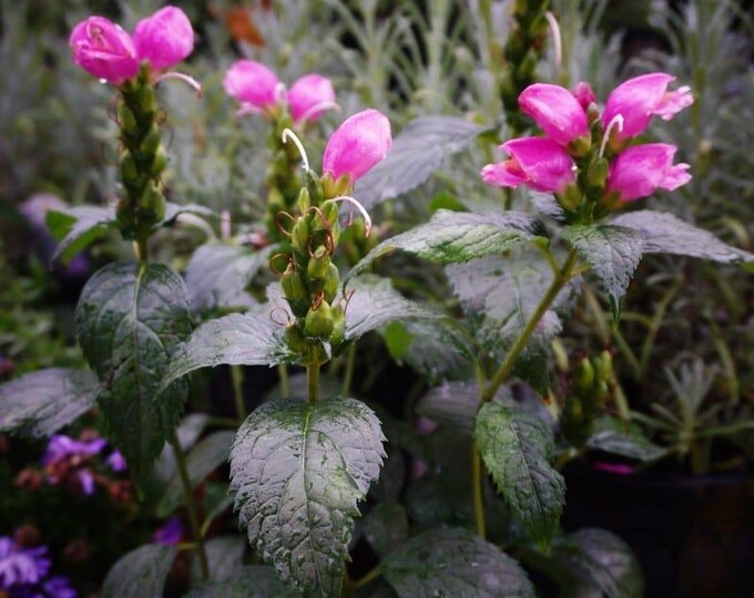Chelone Obliqua Tiny Tortuga™ PP25350, Turtlehead Plant, Flowering ...