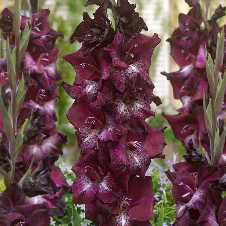 Gladiolus 'shaka Zulu' | Dark Sword Lily, Tall Cut Flowers - Spring ...