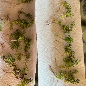 Sedum Divergens, Native Cascade Spreading Stonecrop, Old Man's Bones ...